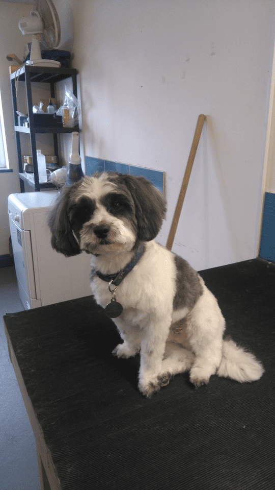 Gallery - Dog groomers Grooming Salon, Pet Groomers | Orpington, Kent